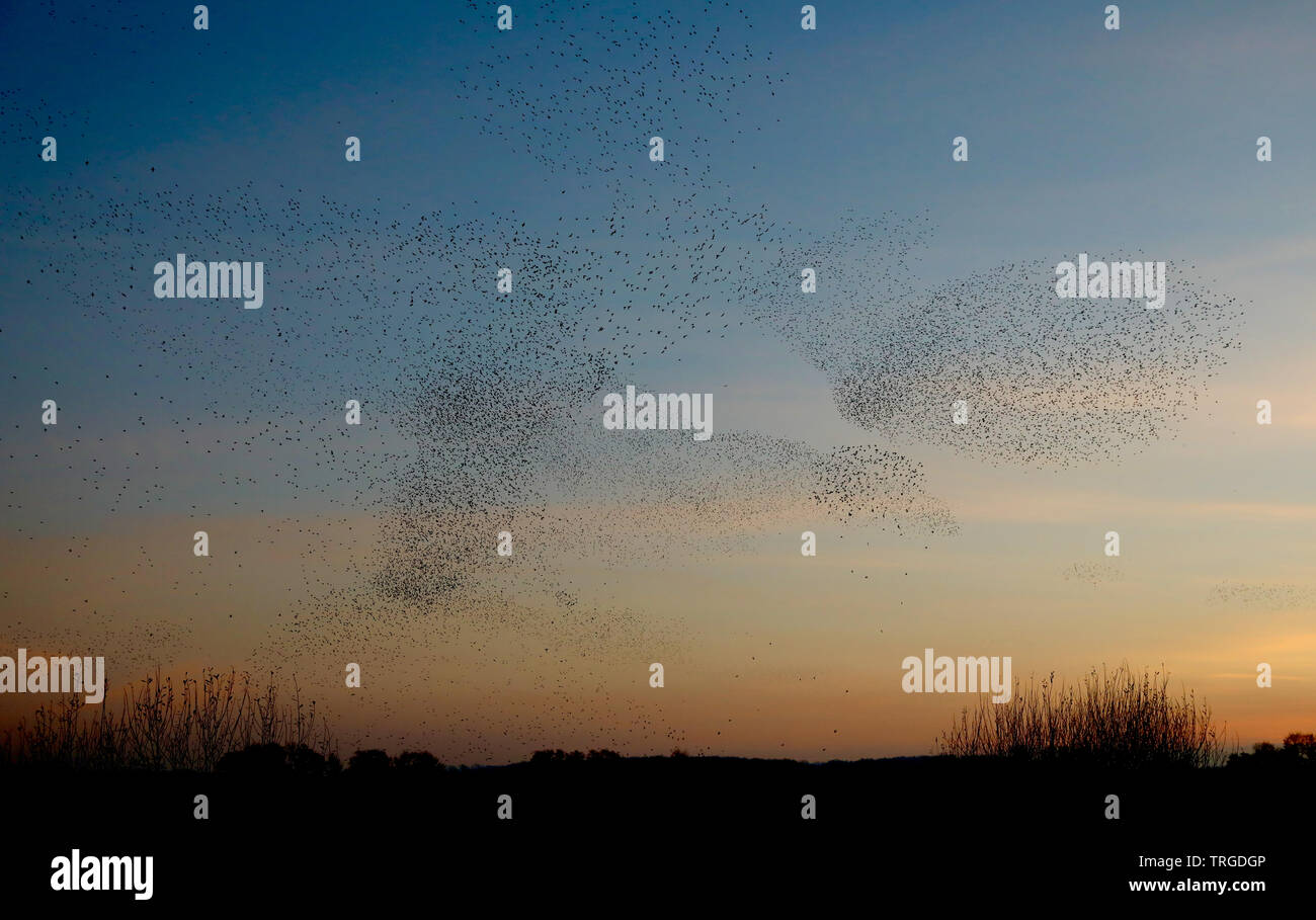 Ham wall starling hi-res stock photography and images - Alamy