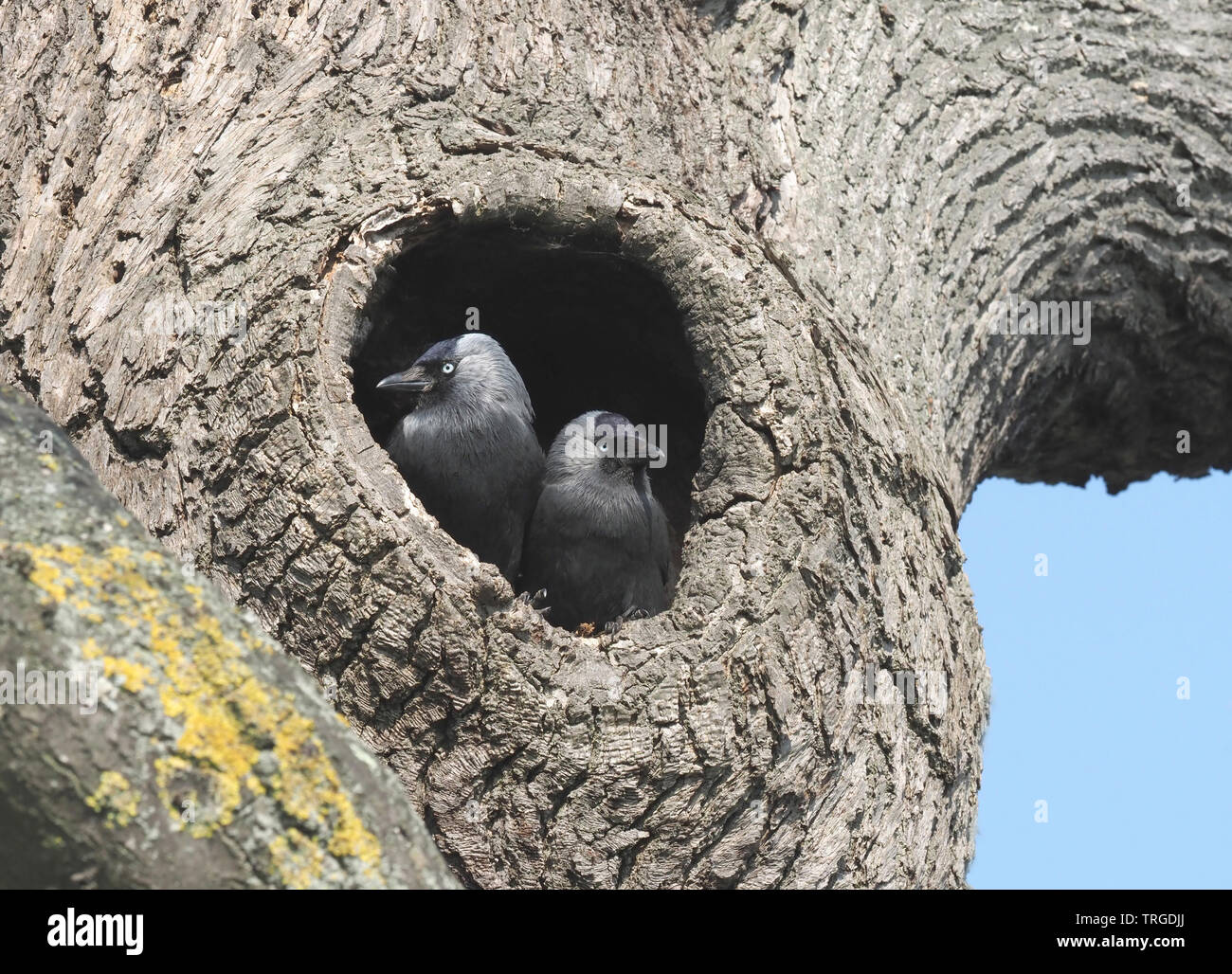 Jackdaw Nest Stock Photos & Jackdaw Nest Stock Images - Alamy