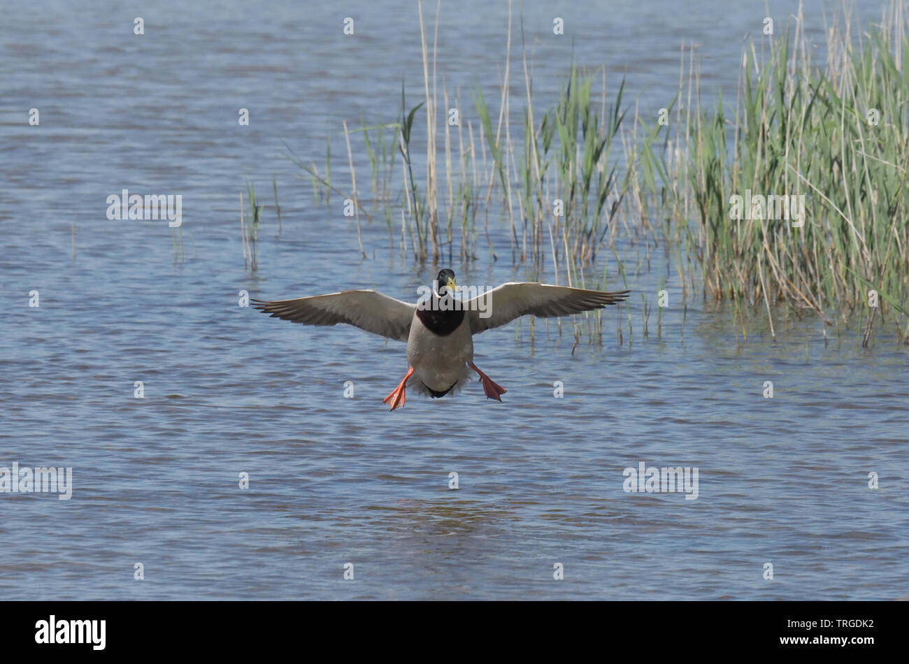 Male mallard front view hi-res stock photography and images - Alamy