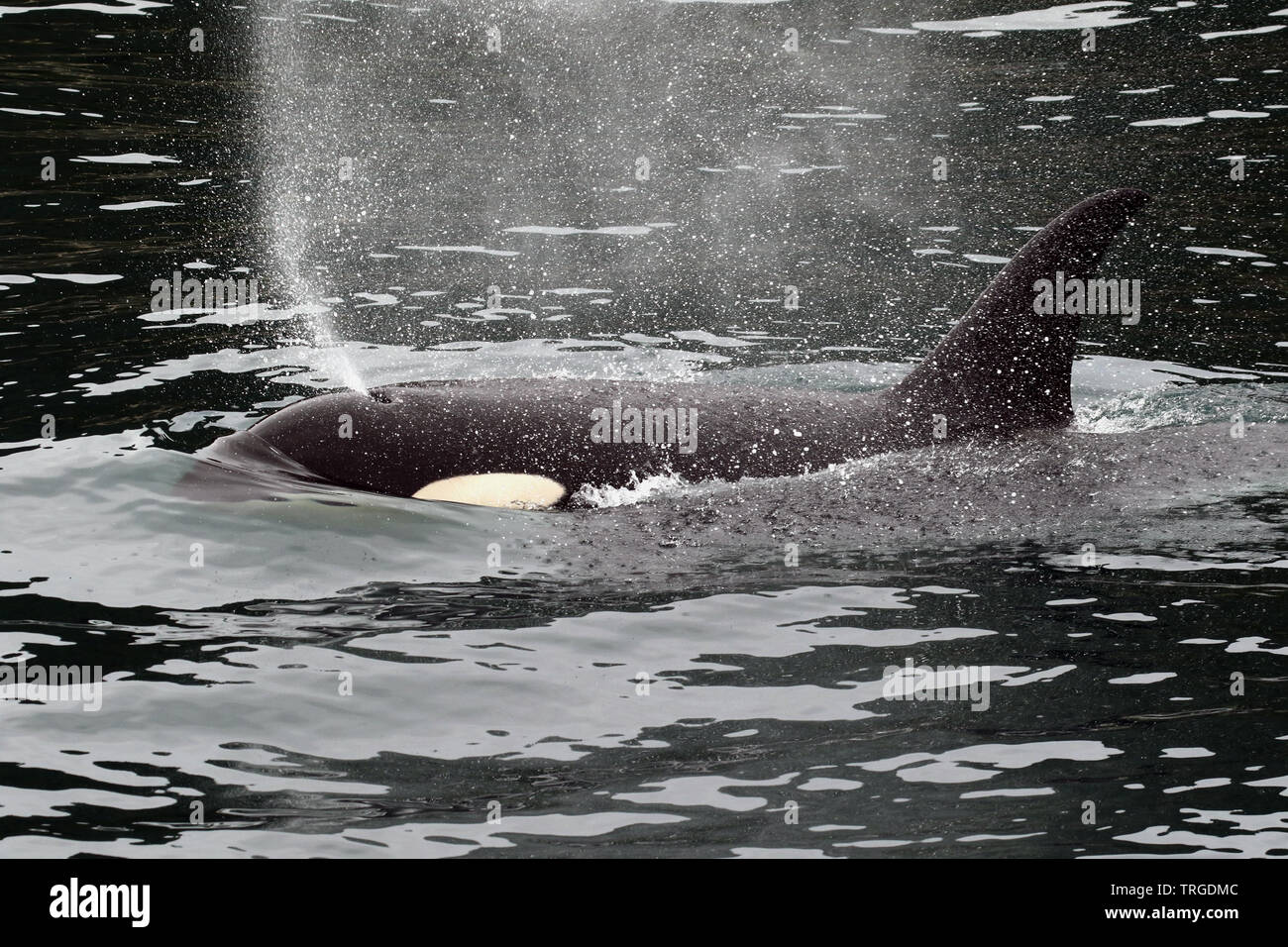 Orca orca hi-res stock photography and images - Alamy