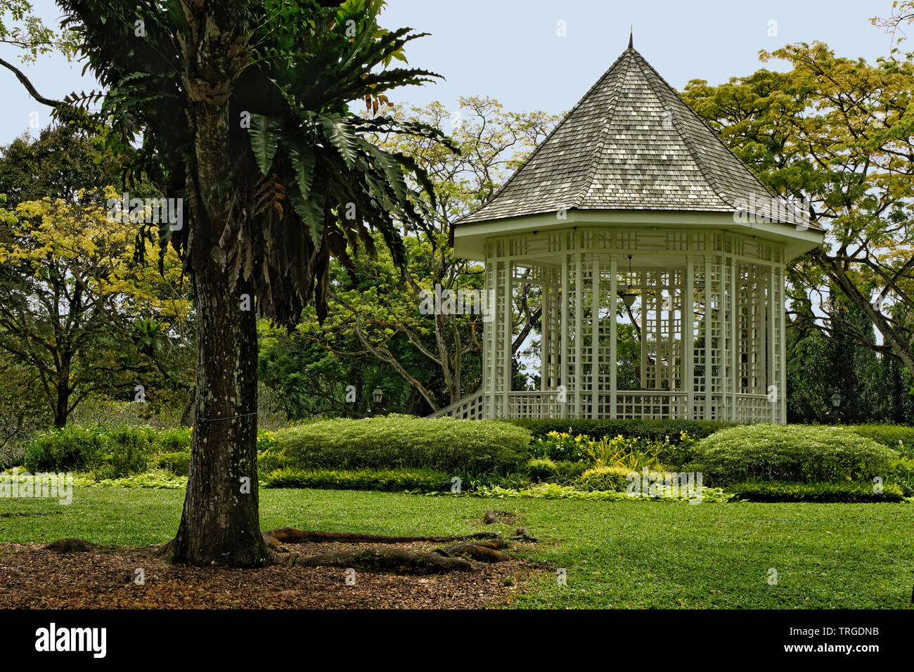 Historic Bandstand (Gazebo) from 1930 surrounded by rain trees at ...