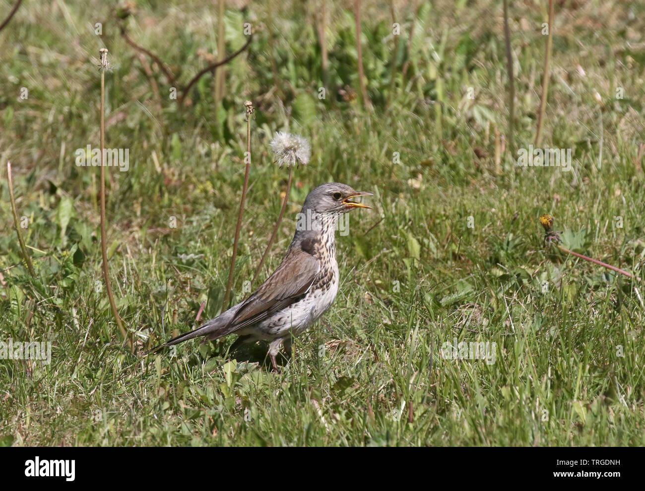 Fieldfare calling hi-res stock photography and images - Alamy