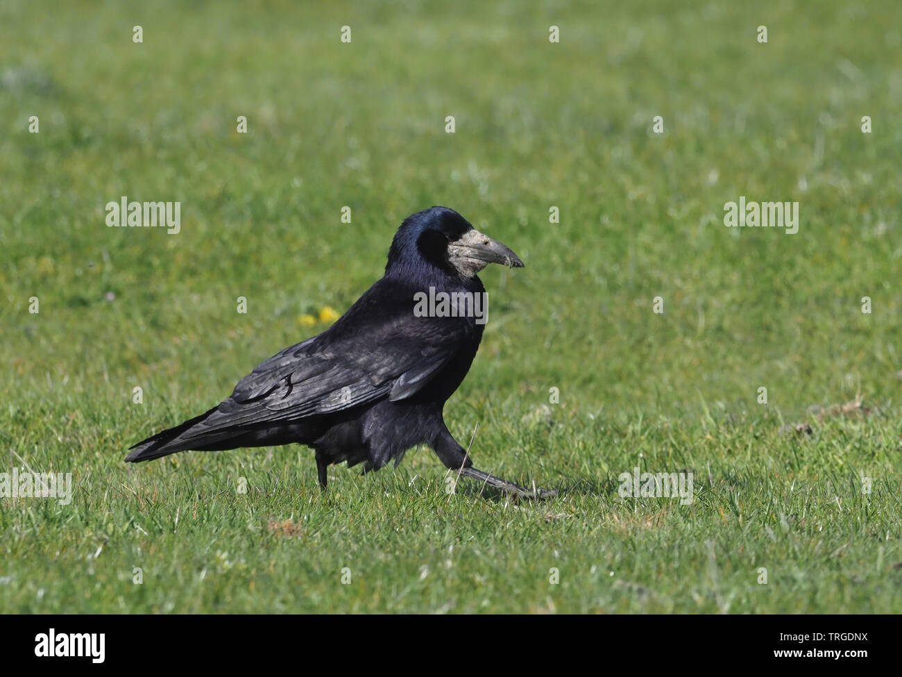 Rook grass hi-res stock photography and images - Alamy