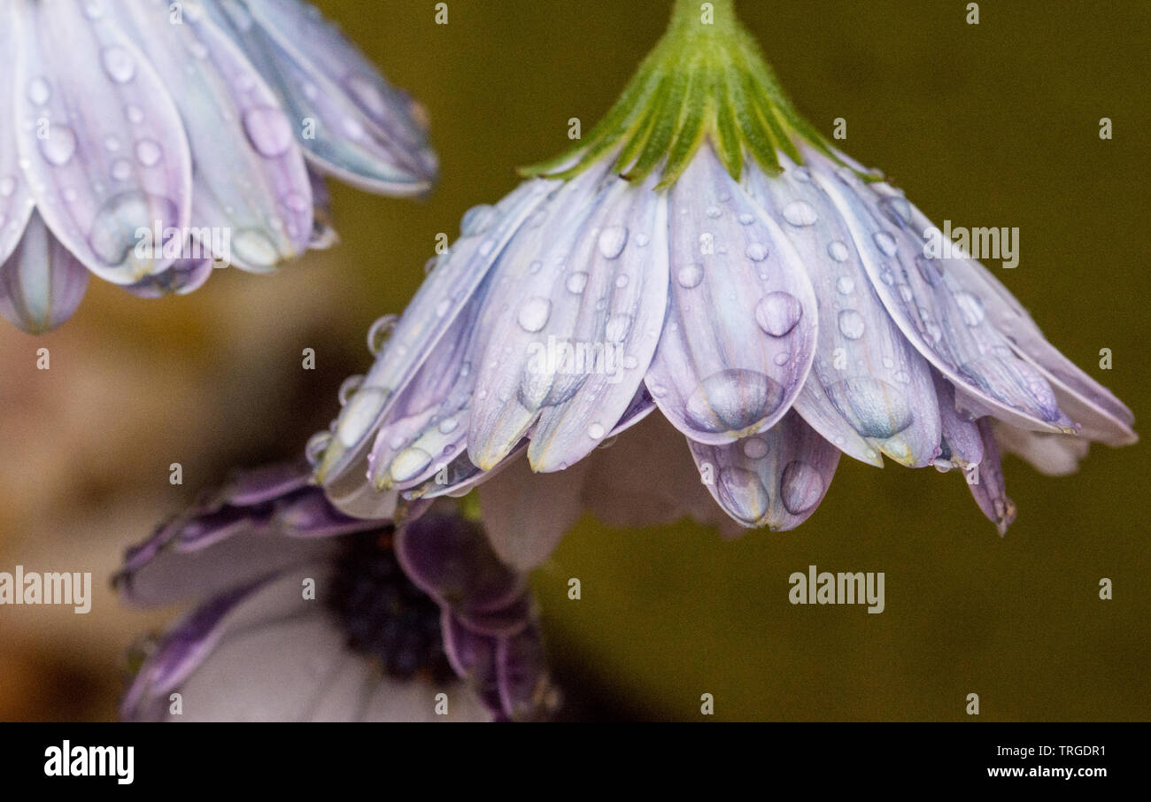 Shower of petals hi-res stock photography and images - Alamy