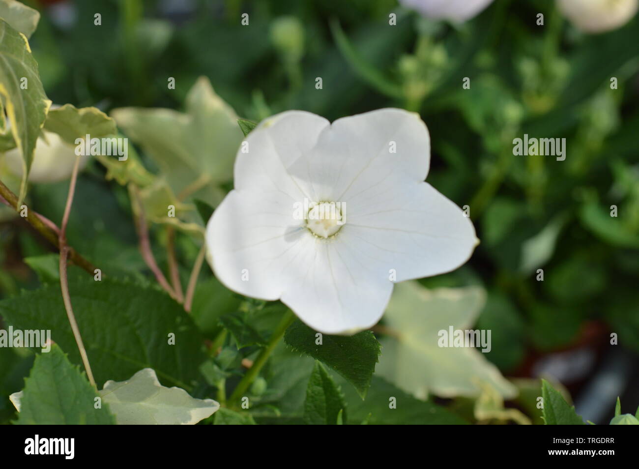 White whiteflower hi-res stock photography and images - Alamy