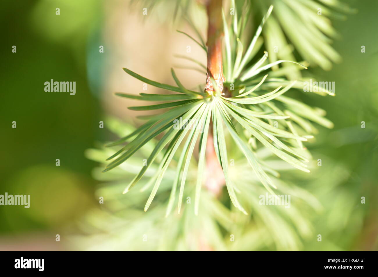 Evergreen nature tree hi-res stock photography and images - Alamy