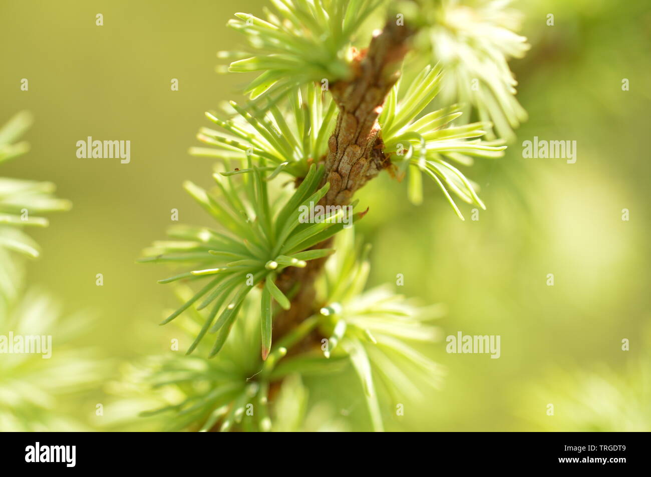 Evergreen larch hi-res stock photography and images - Alamy