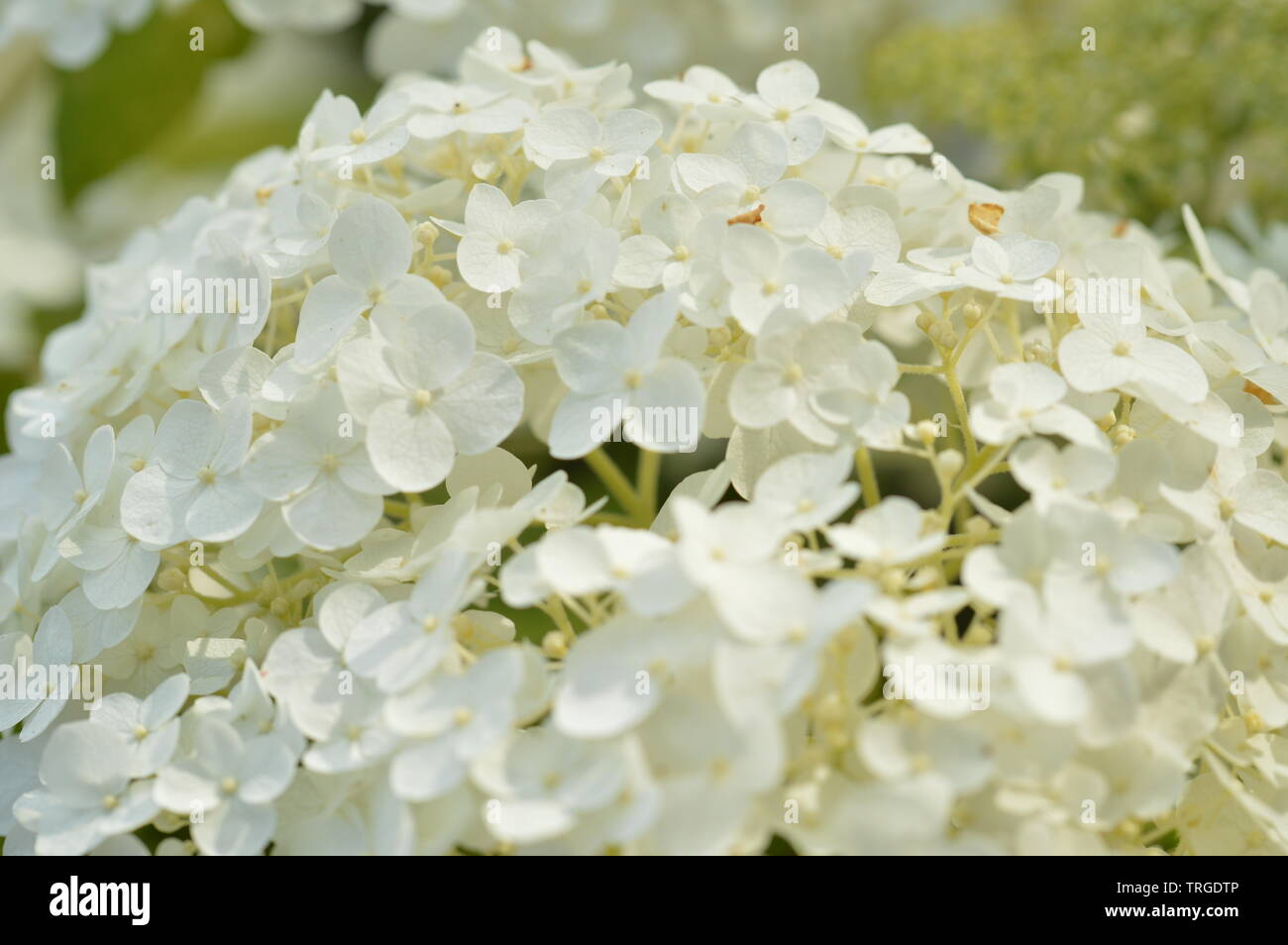 Whiteflower hi-res stock photography and images - Alamy
