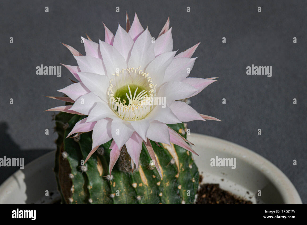 Night blooming cactus hi-res stock photography and images - Alamy