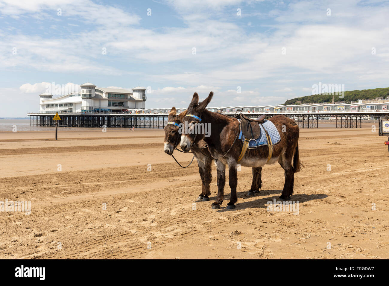 Donkeys on beach super mare hi-res stock photography and images - Alamy