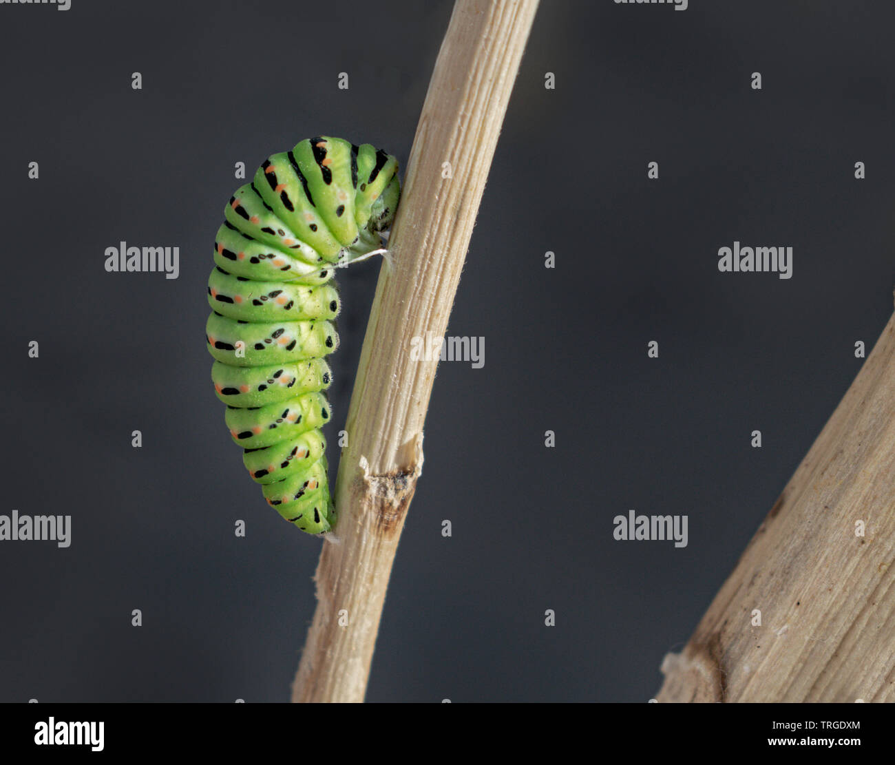 colorful Swallowtail Butterfly Chrysalis Attached to a Dry delphinium ...