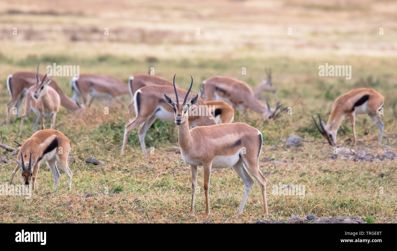 Gazelle in african savannah, at Ngorongoro , Tanzania Stock Photo - Alamy