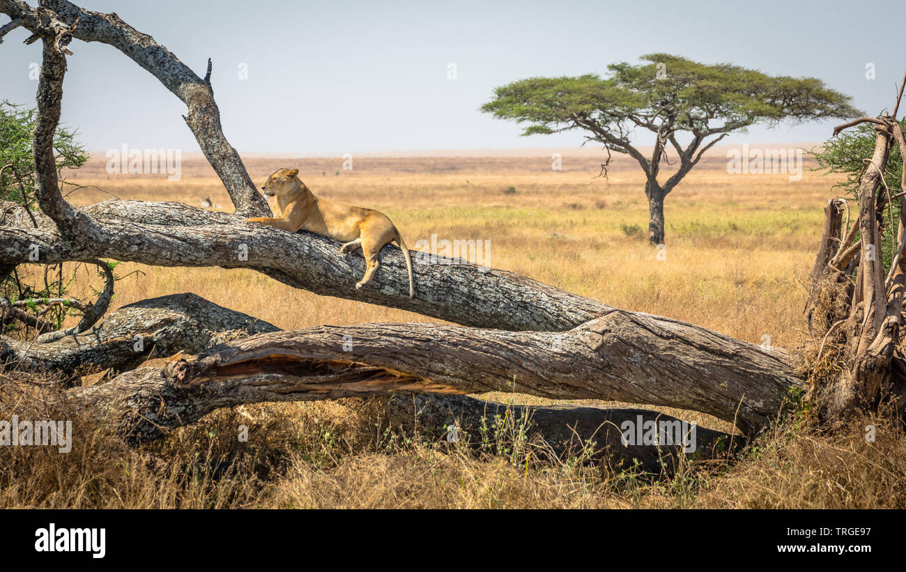 Lioness resting on a tree, at Serengeti National Park, Tanzania Stock ...