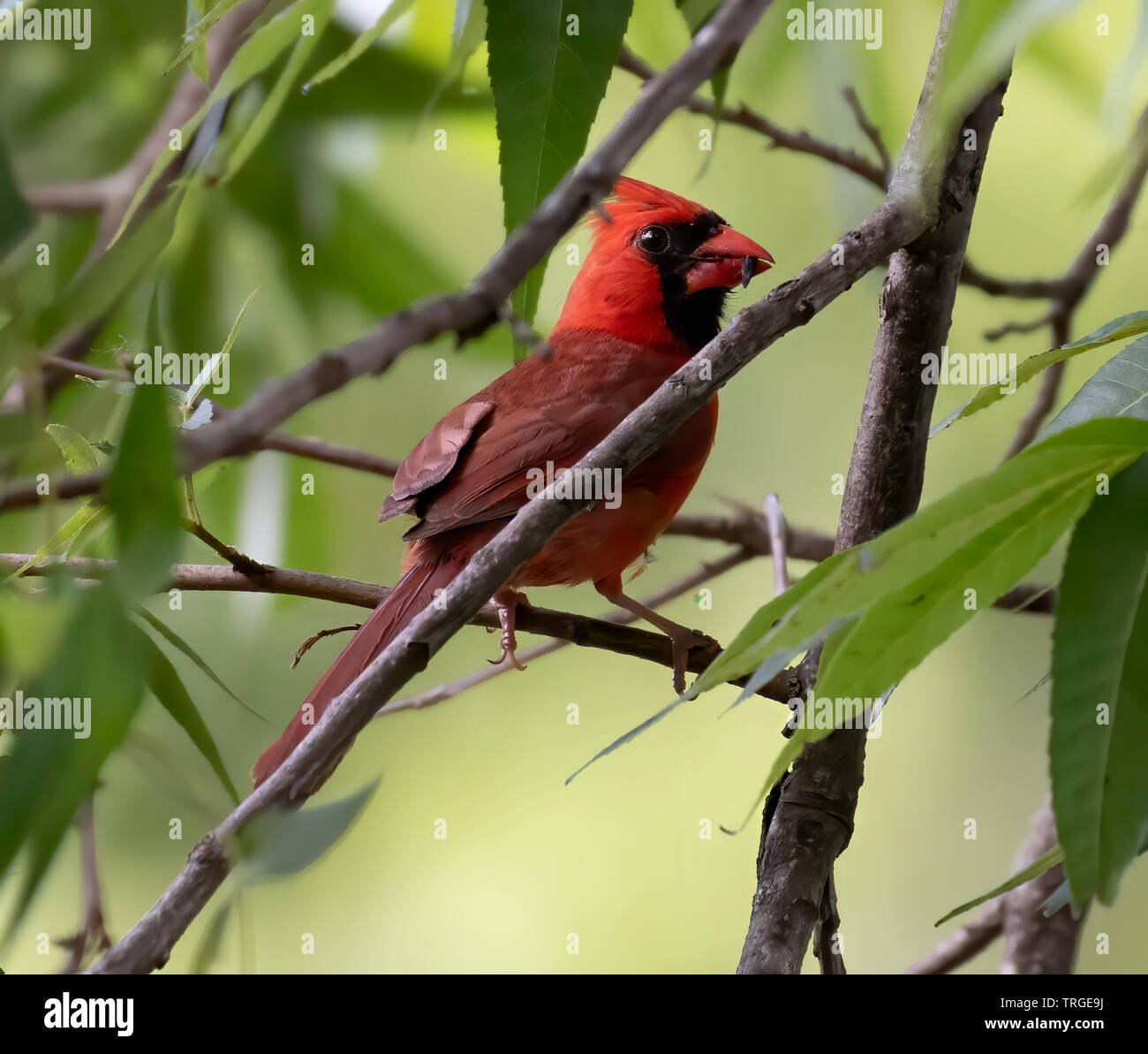 Bug eating bird hi-res stock photography and images - Alamy