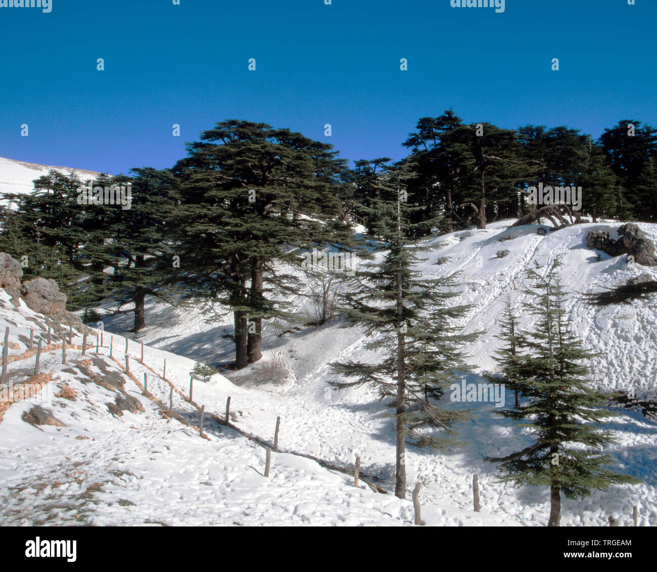 Zedern High Resolution Stock Photography and Images - Alamy