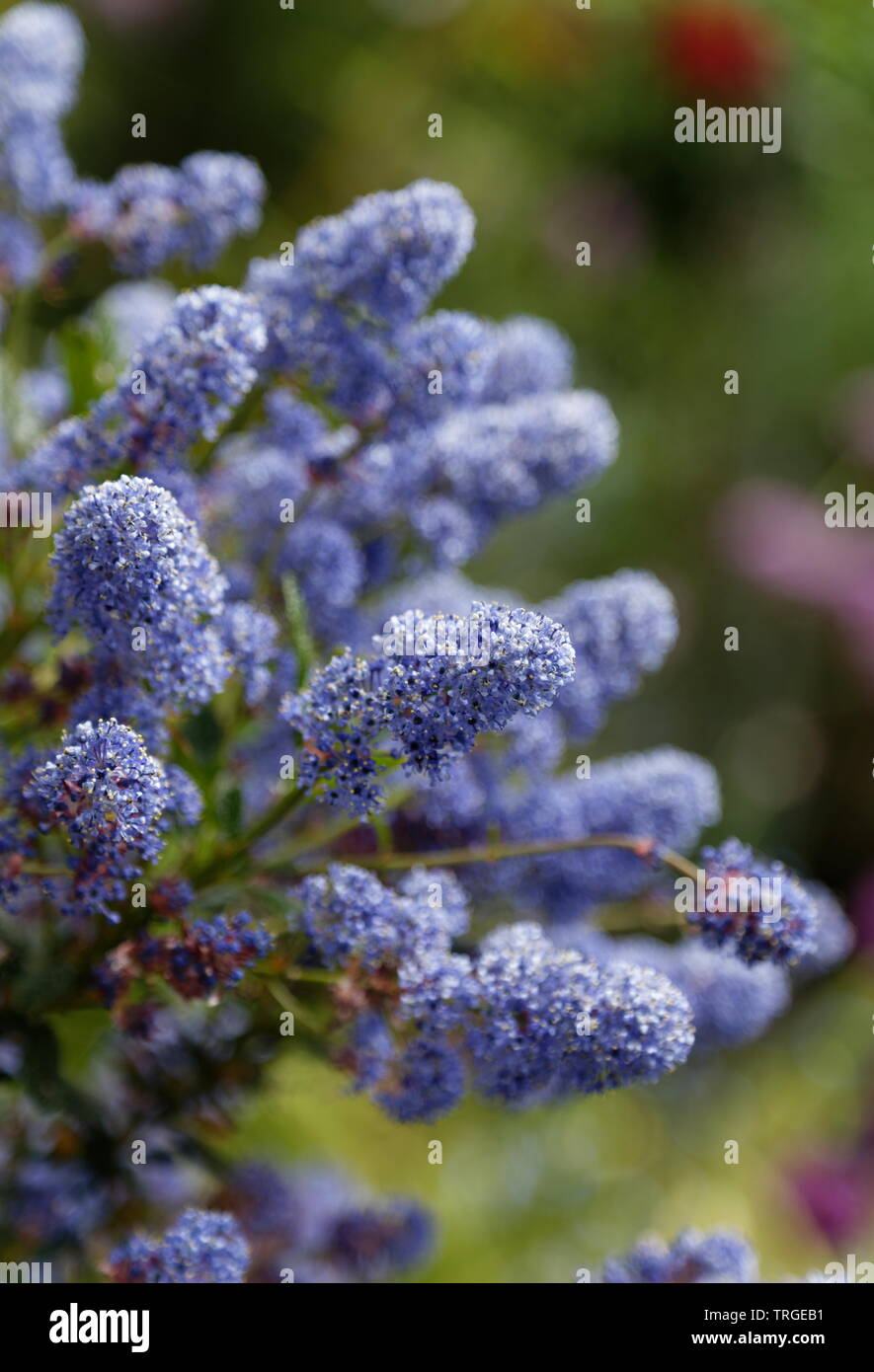 Blue ceanothus flowers hi-res stock photography and images - Alamy