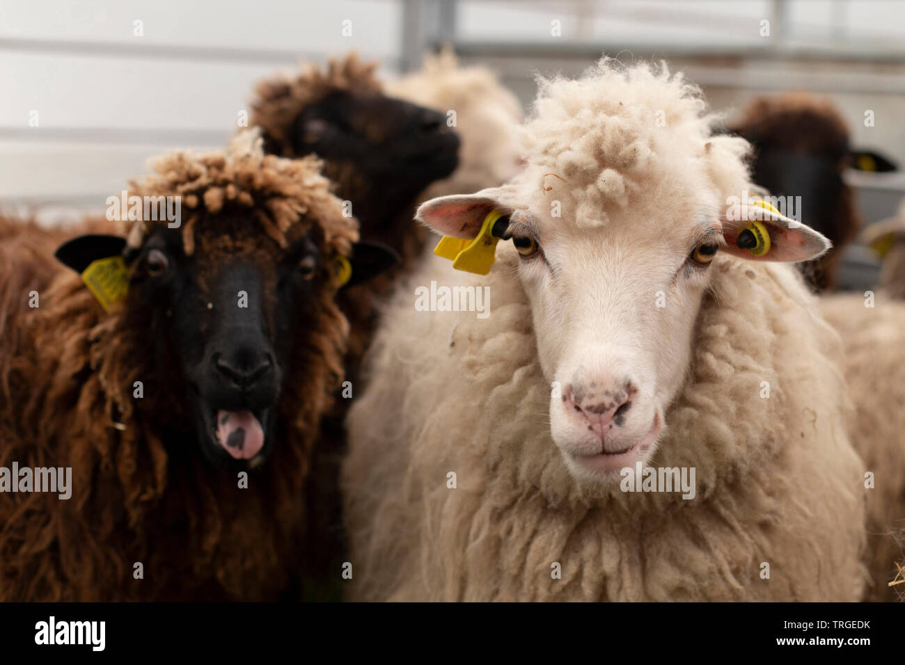 Portrait of two sheeps Stock Photo - Alamy