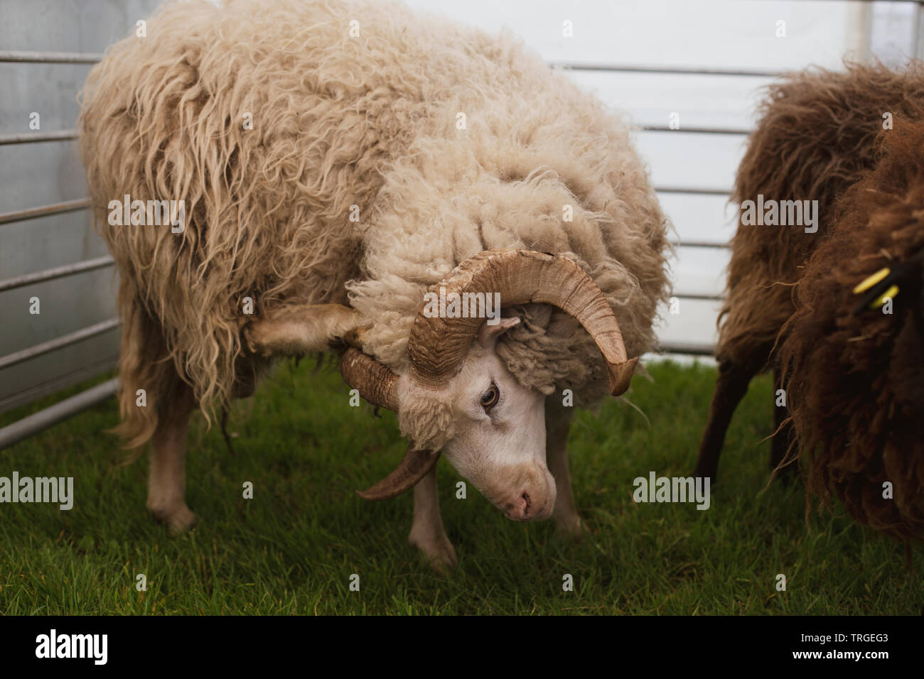 A ram is scratching itself Stock Photo - Alamy