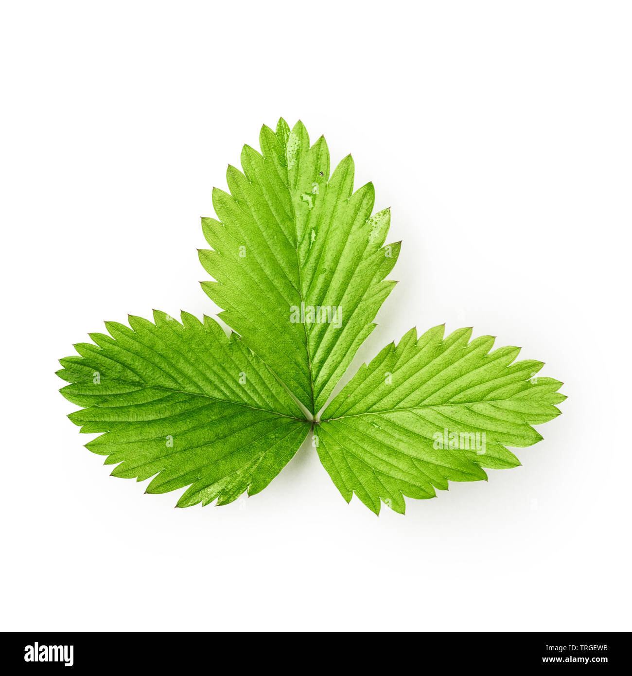 Strawberry green leaf isolated on white background clipping path ...