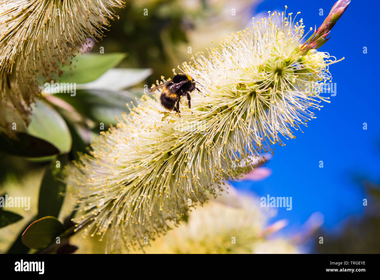 Pollination with brush hi-res stock photography and images - Alamy