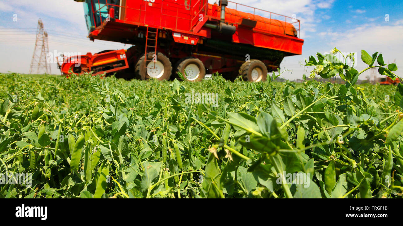 Johannesburg, South Africa - October 27 2010: Commercial Pea Farming ...