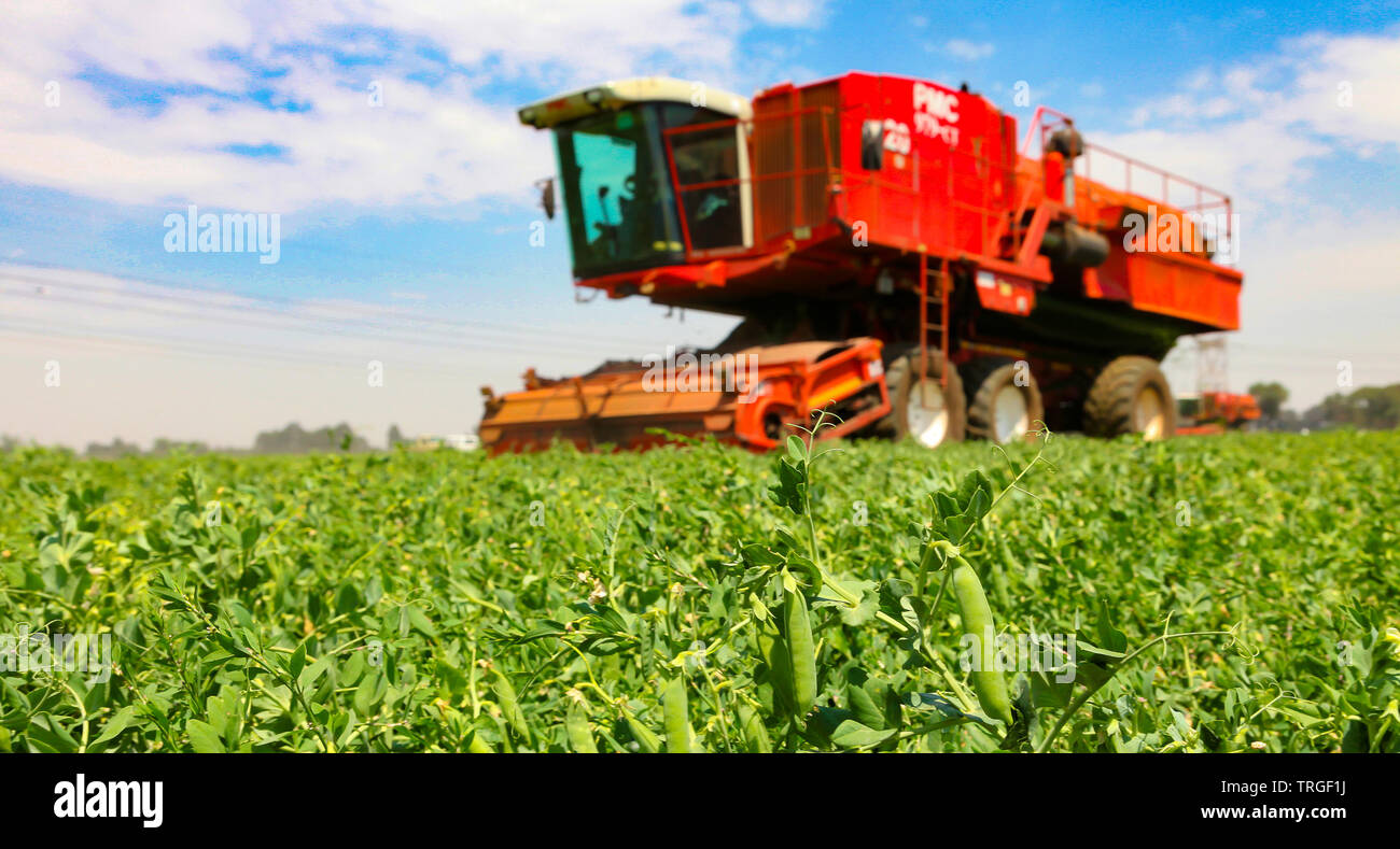 Johannesburg, South Africa - October 27 2010: Commercial Pea Farming ...