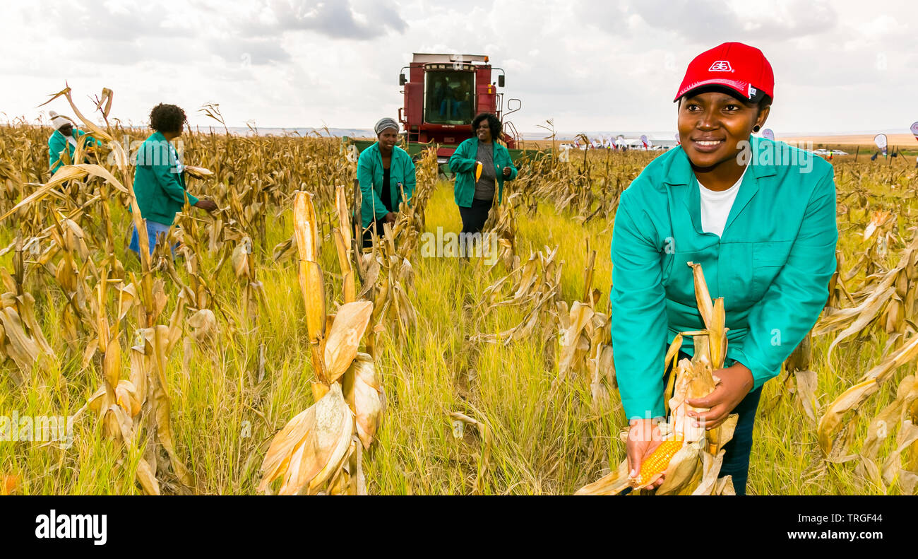 Witbank, South Africa - May 26 2016: Commercial Maize Farming in Africa ...