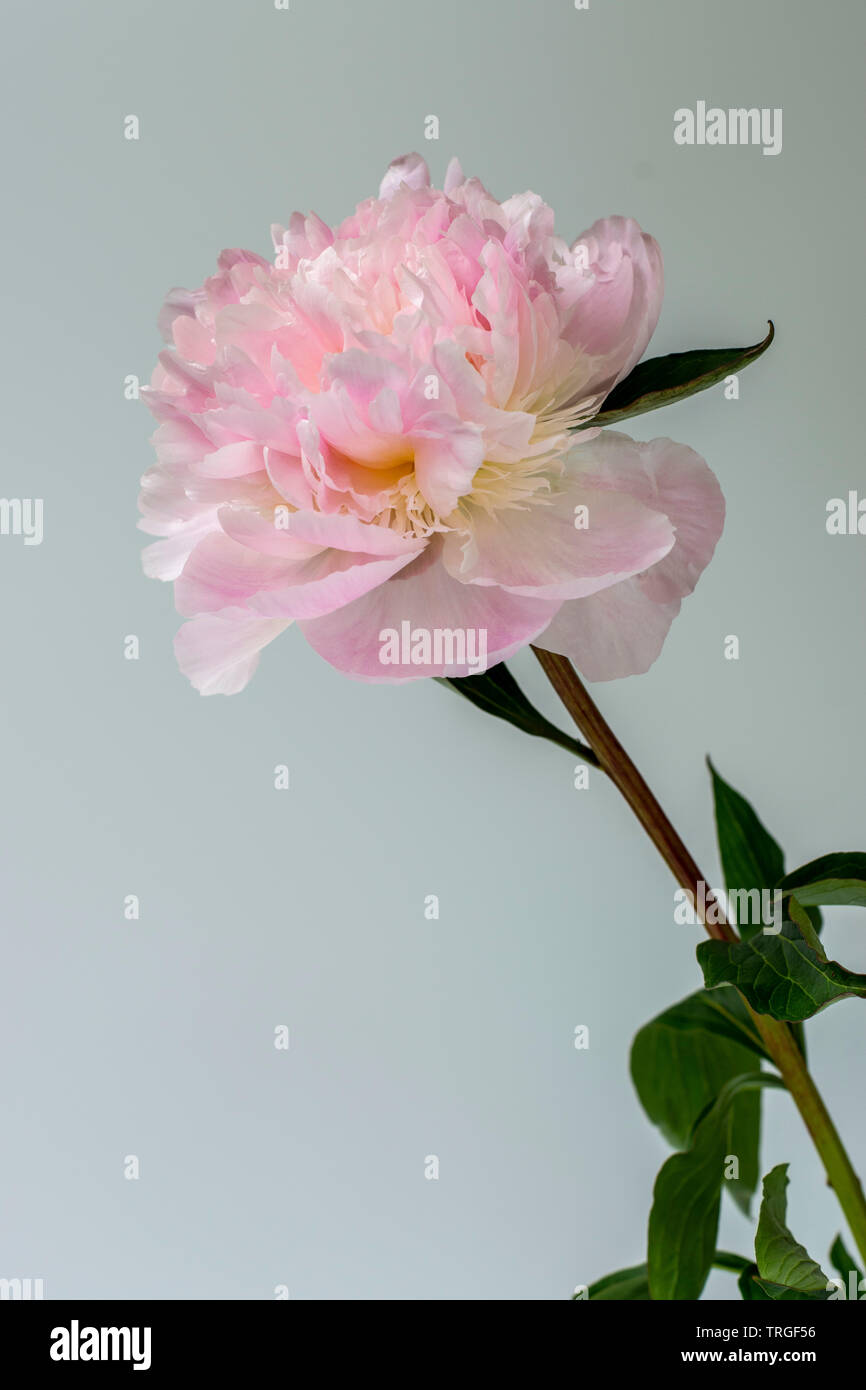 Large Peony flower in full bloom showing all its delicate petals and ...