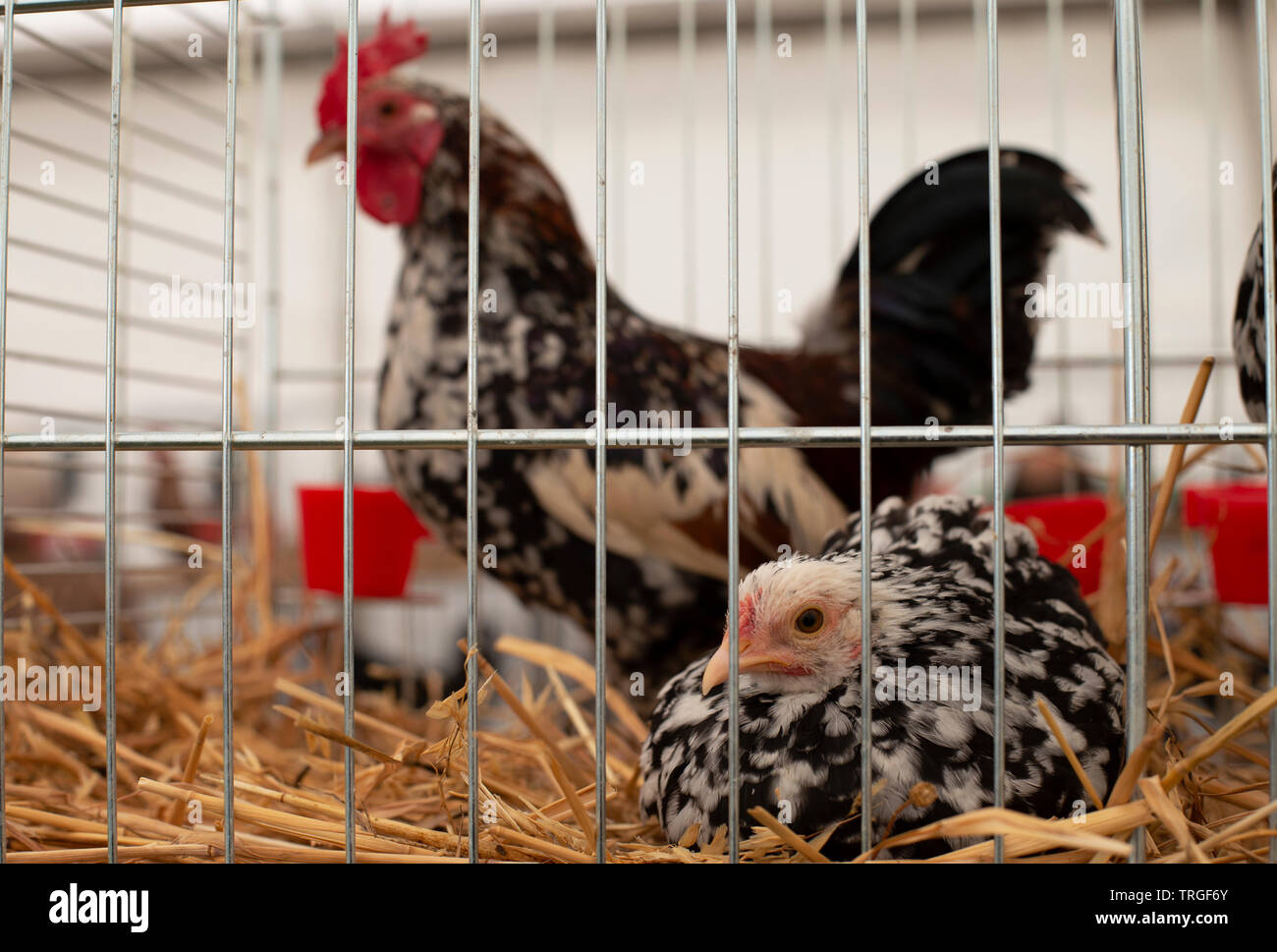 Hen in cage hi-res stock photography and images - Alamy