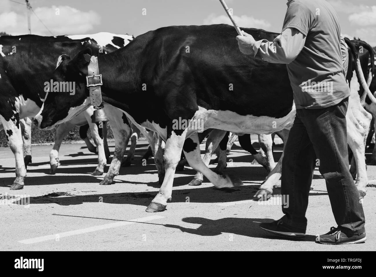 Man and cows Black and White Stock Photos & Images - Alamy