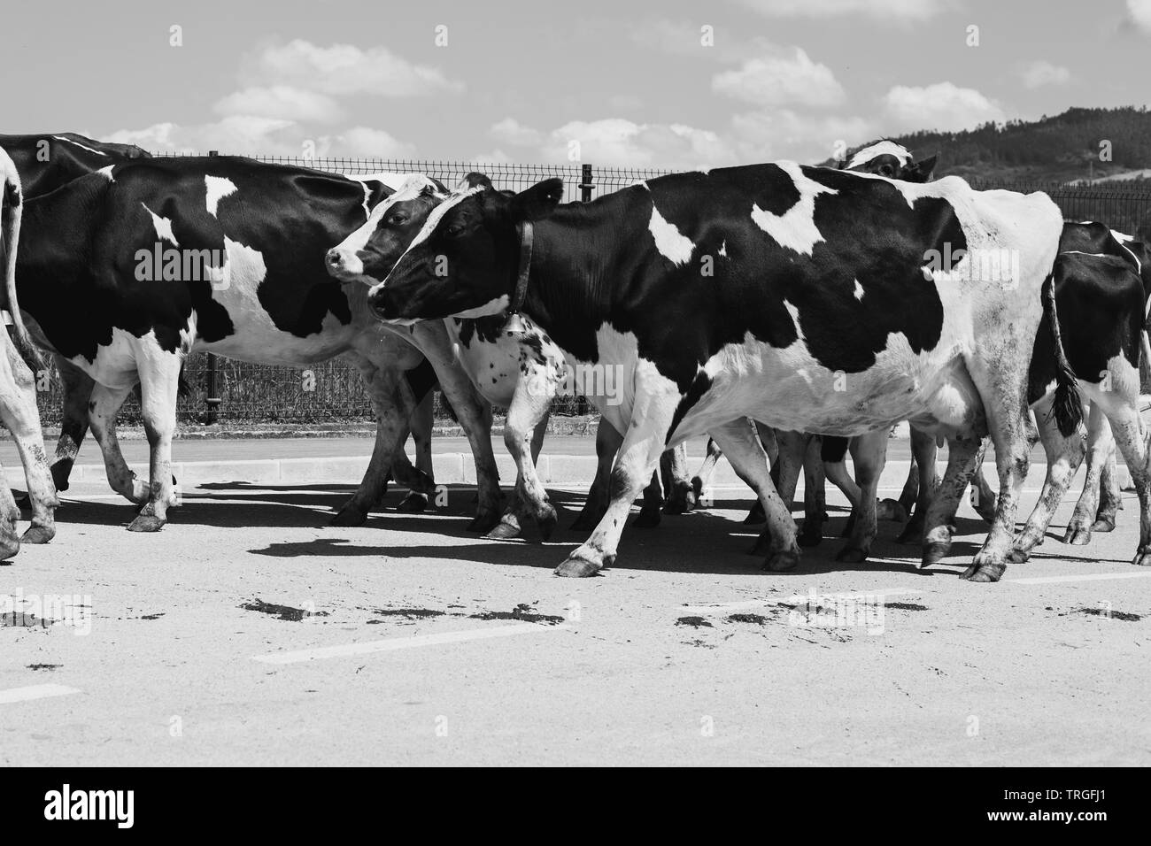 Herd cows grazing Black and White Stock Photos & Images - Alamy