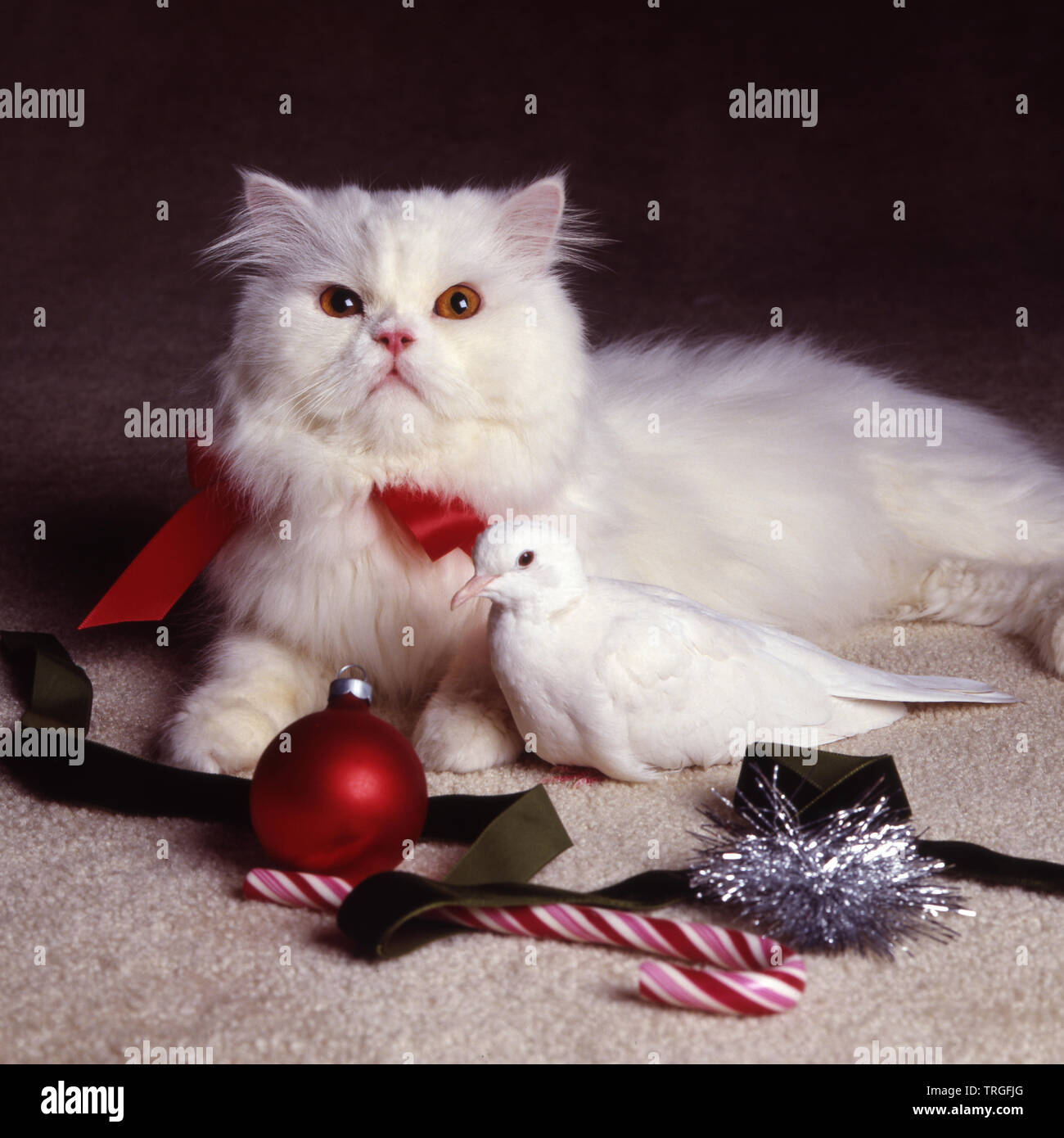 Dove and cat looking at camera Christmas Stock Photo - Alamy