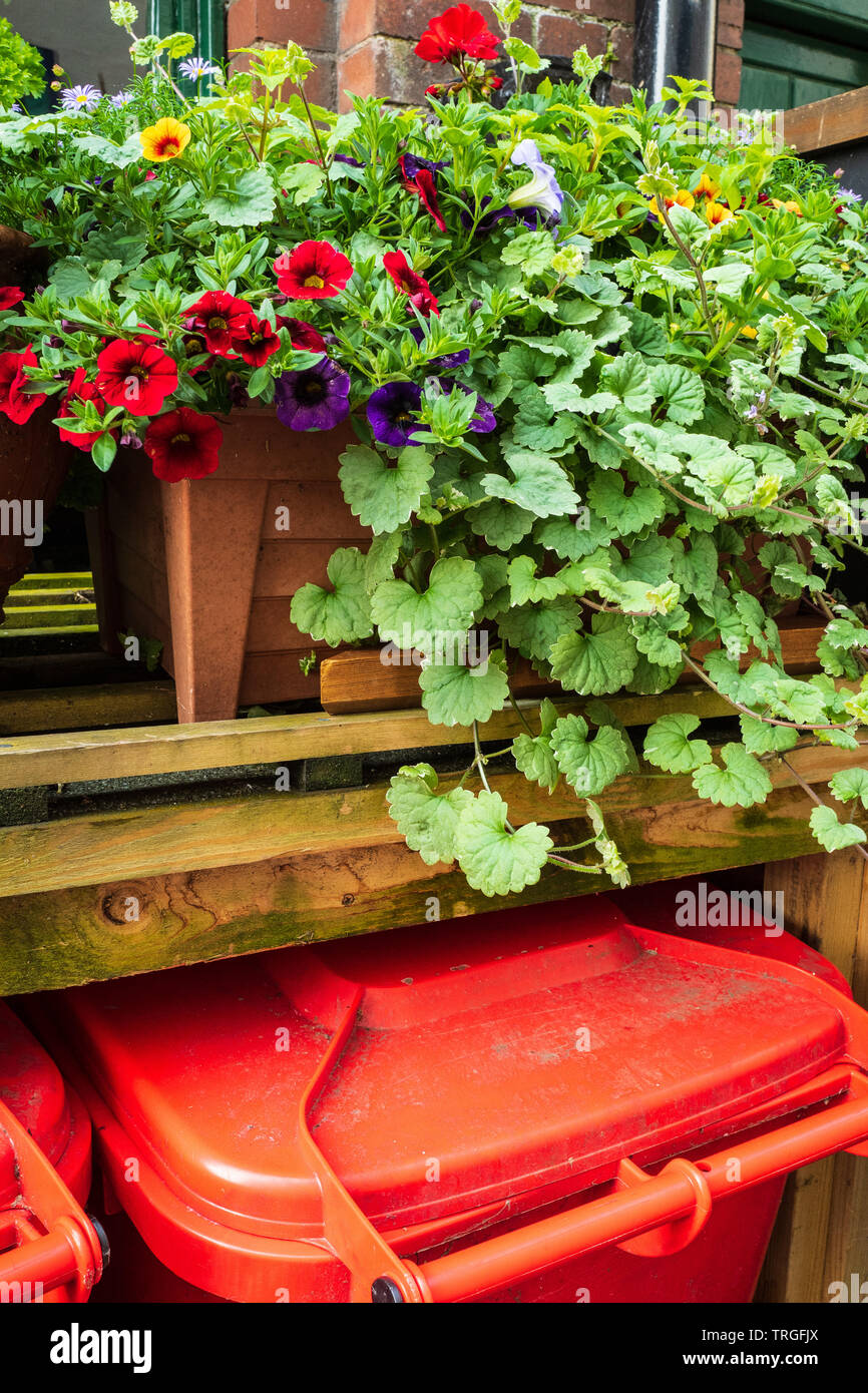 Flower display to hide red refuse bin, Dartmouth Stock Photo - Alamy