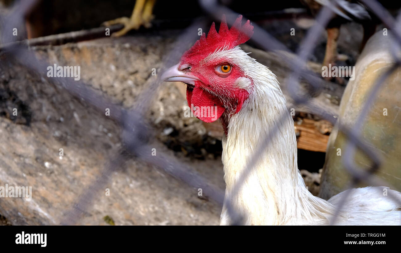 a young Hen laid an egg Stock Photo - Alamy