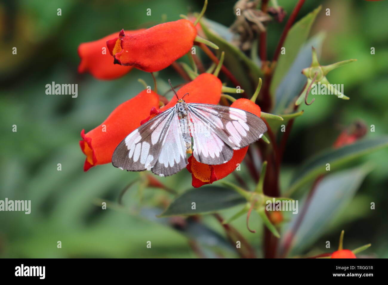 White winged insects hi-res stock photography and images - Alamy