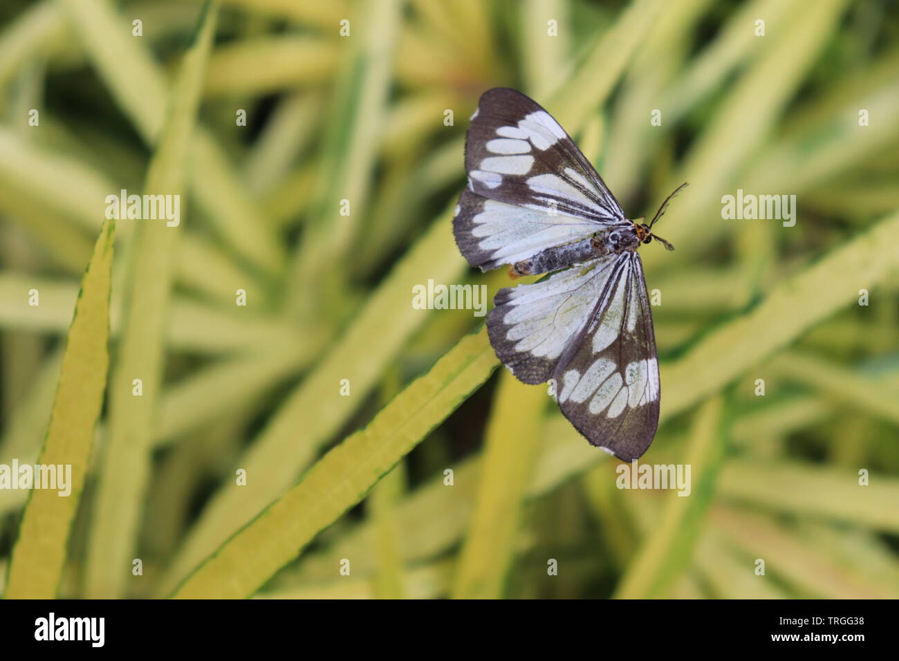 White winged insects hi-res stock photography and images - Alamy