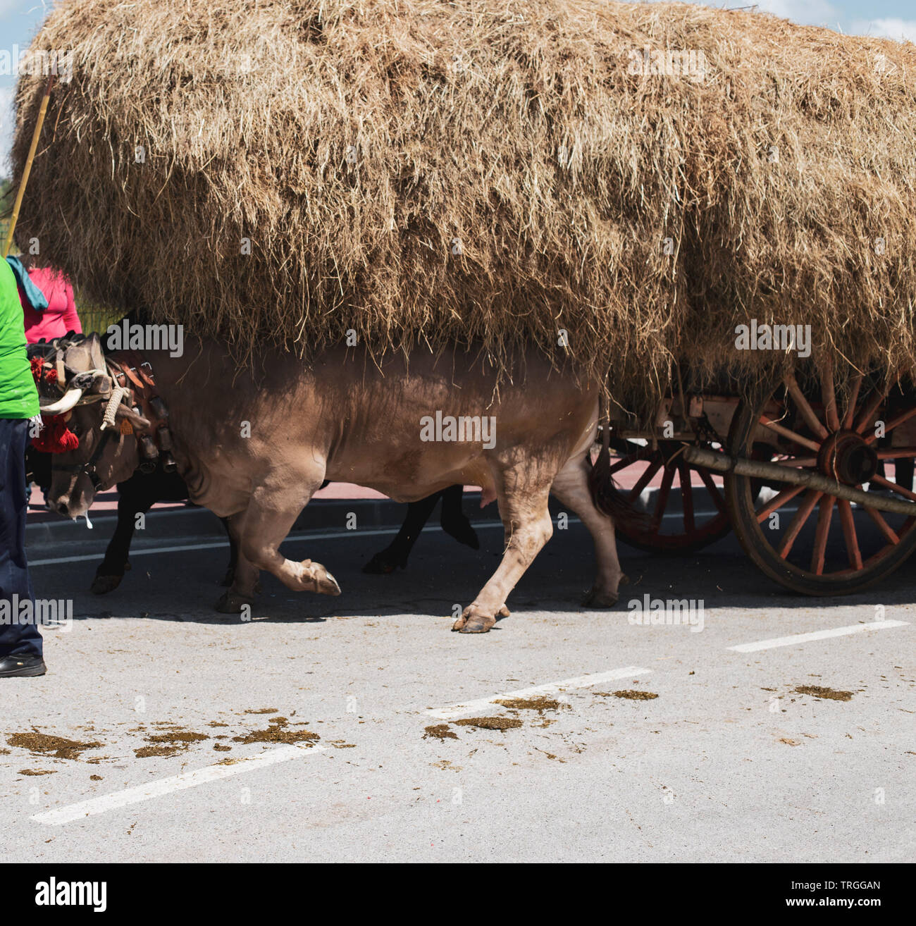 Ox carriage hi-res stock photography and images - Alamy