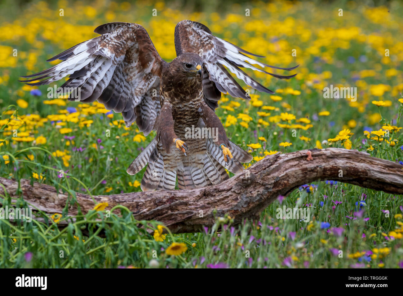 Common buzzard (Buteo buteo) in flight Stock Photo - Alamy