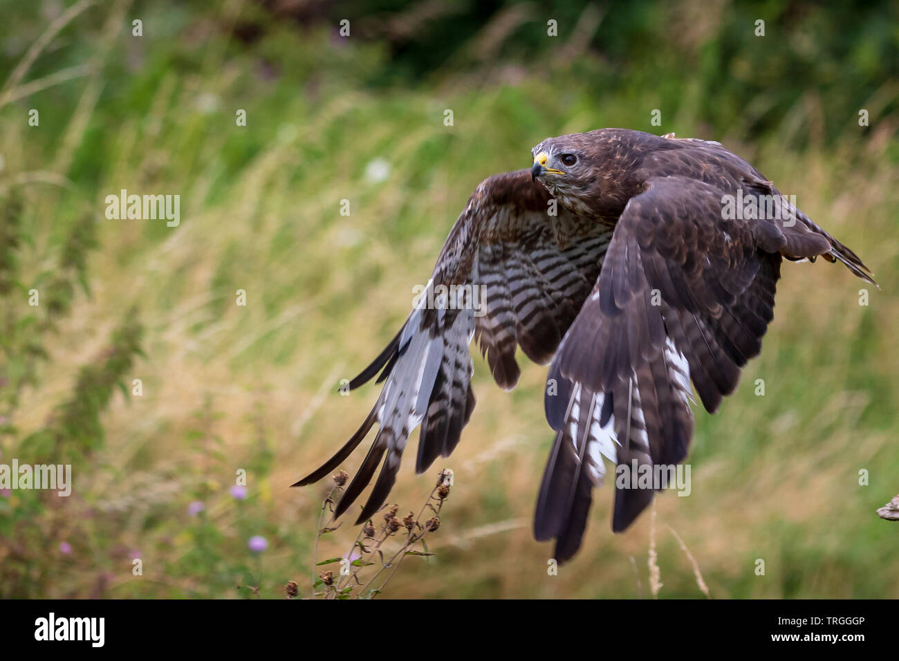 Buzzard in flight forest hi-res stock photography and images - Alamy