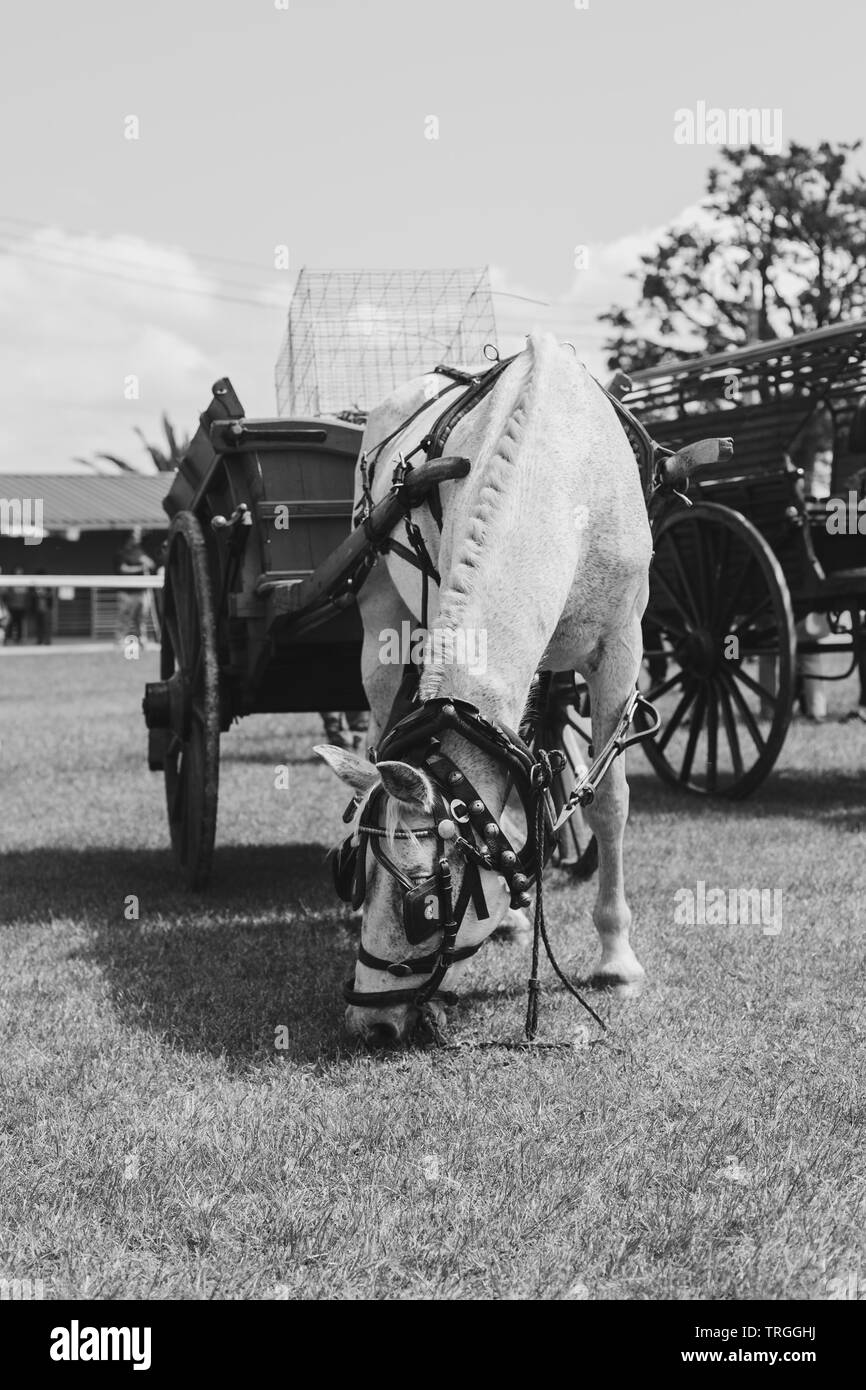 Horse dragging a cart Stock Photo - Alamy