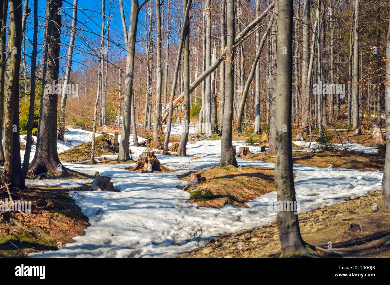 Forest spring landscape. Trees without leaves on a mountain trail Stock ...