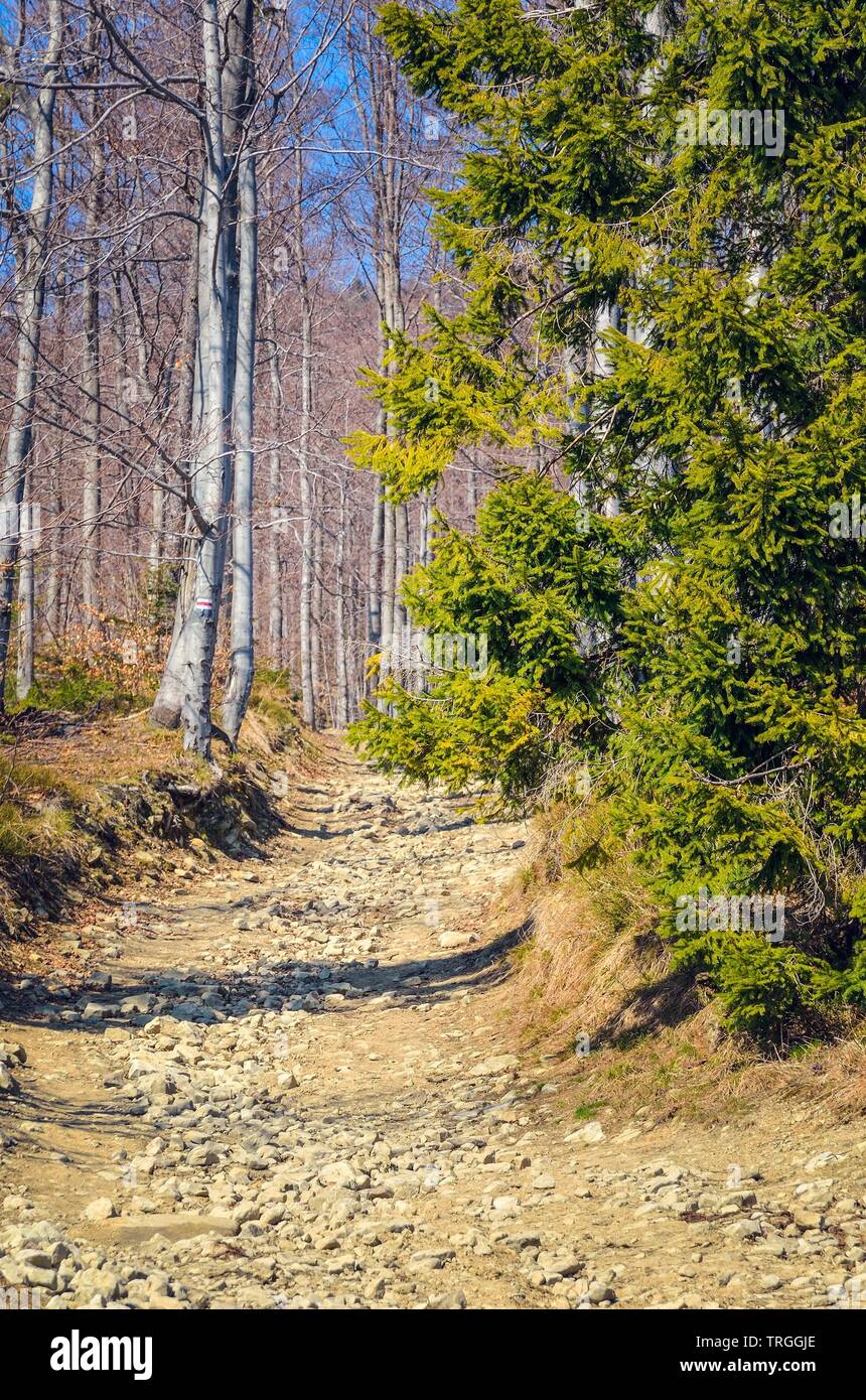 Spring forest mountain landscape. Path in the forest in the Polish ...
