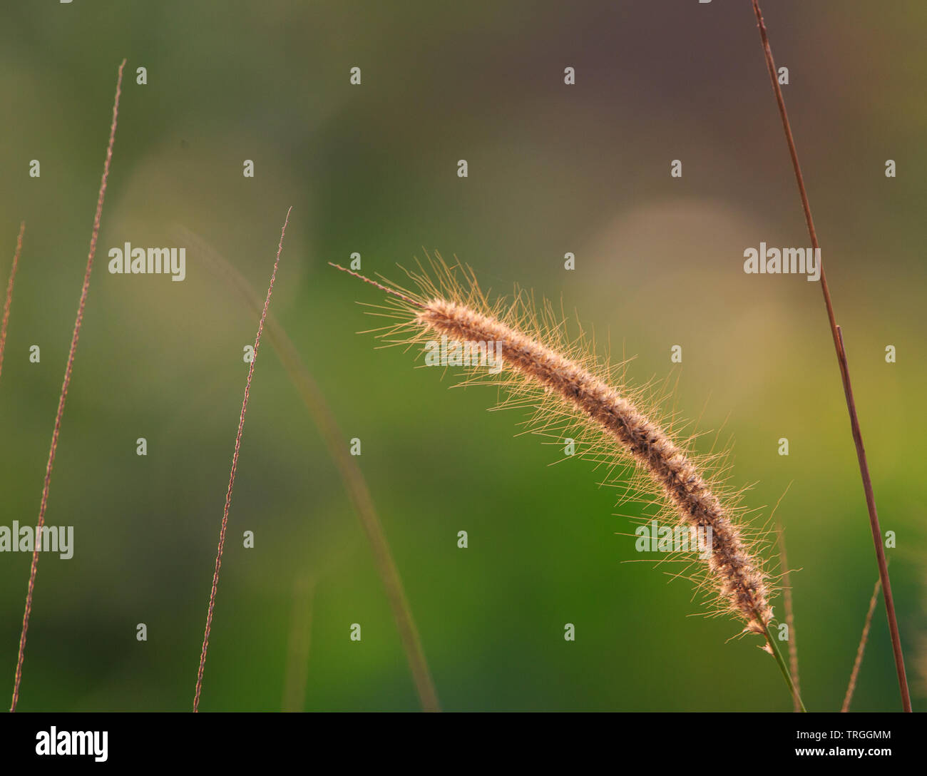 Grass Blades in Backlight Stock Photo - Alamy