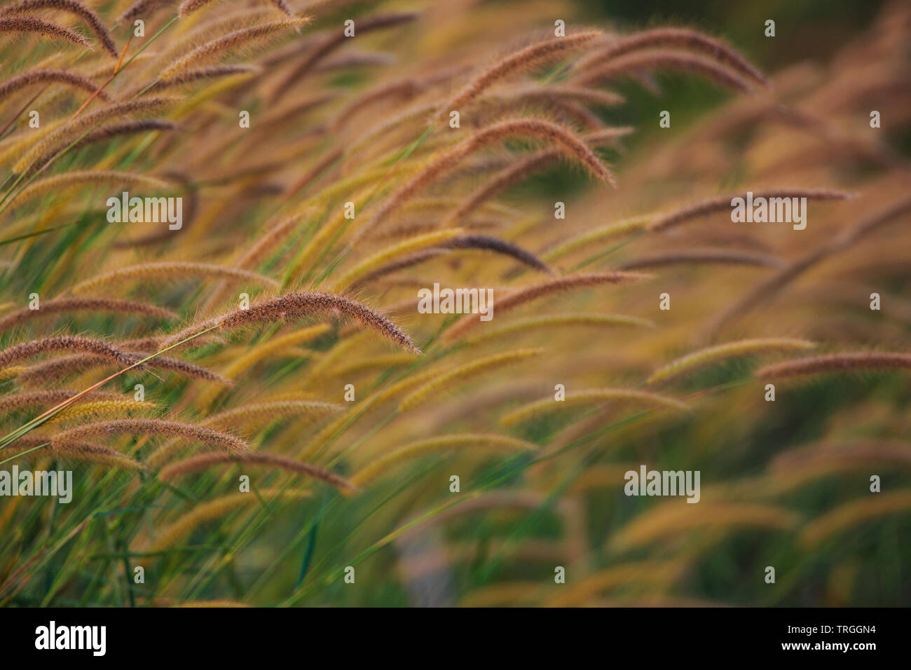 Blades In Backlight High Resolution Stock Photography and Images - Alamy