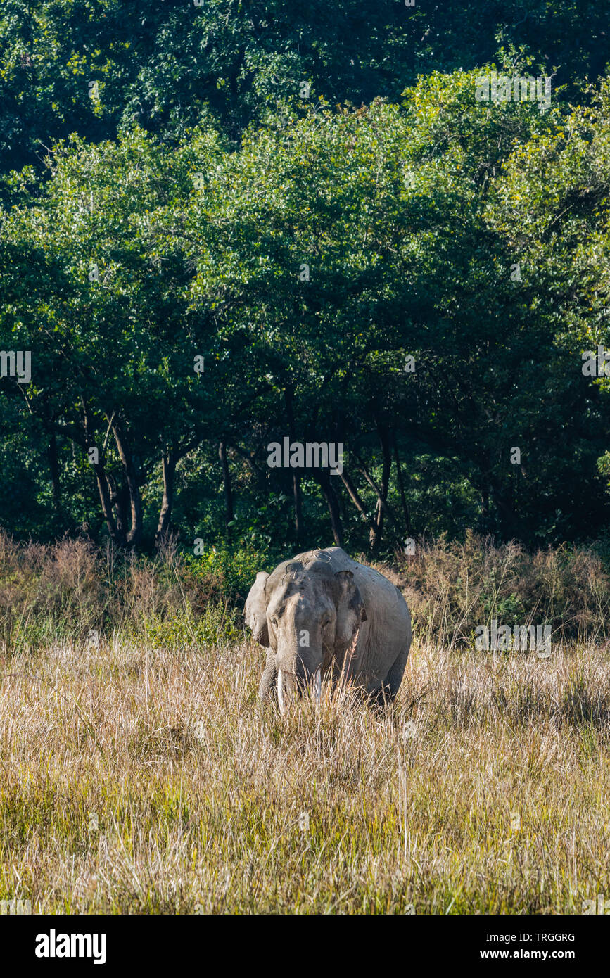 Big tusker front hi-res stock photography and images - Alamy