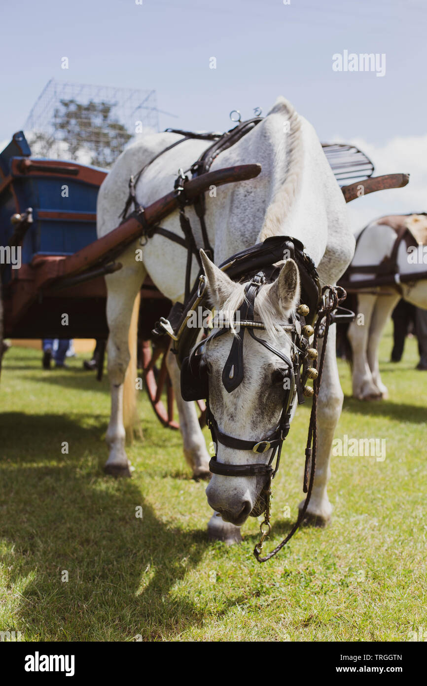 Dragging a cart hi-res stock photography and images - Alamy
