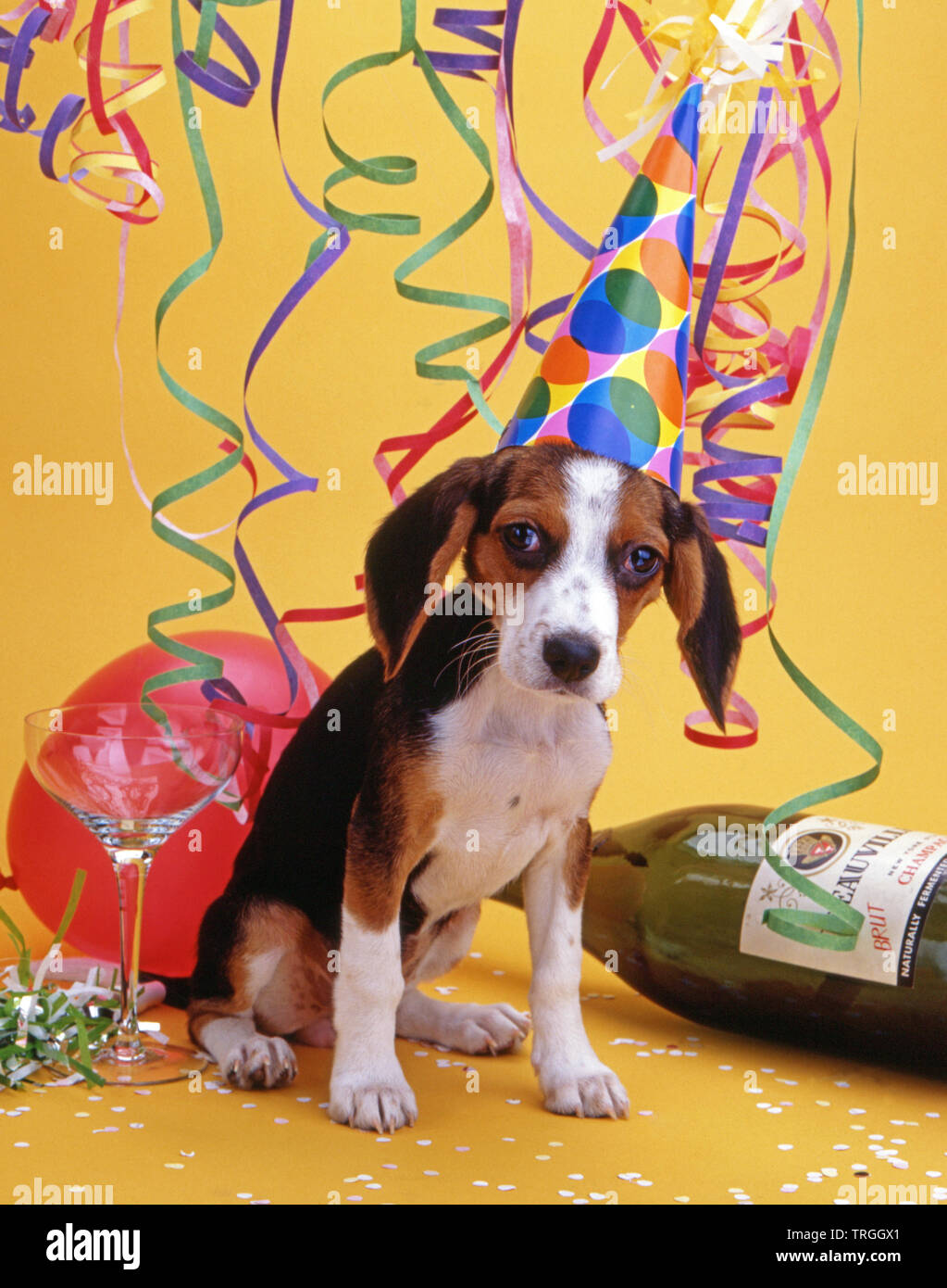 Small dog in at a party Stock Photo - Alamy