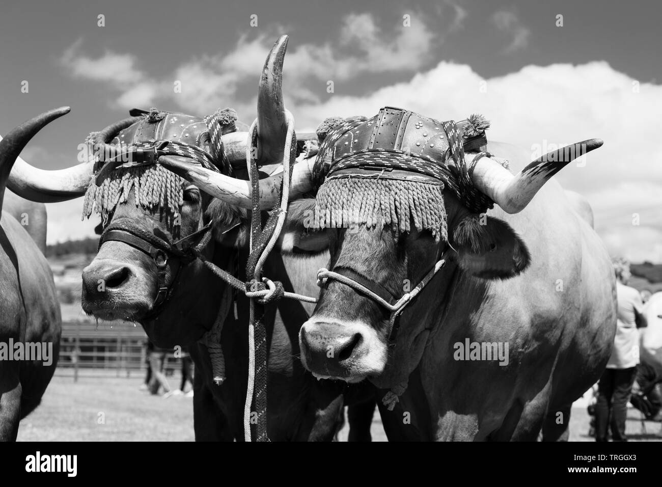 Black and white oxen hi-res stock photography and images - Alamy