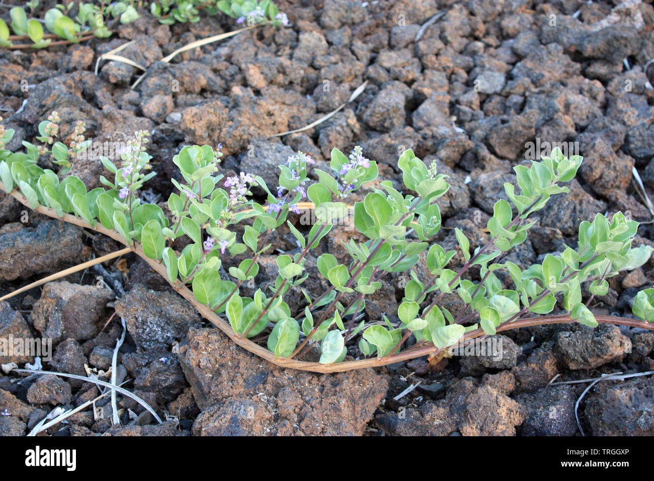 A woody vine with green leaves and miniature purple flowers growing on ...