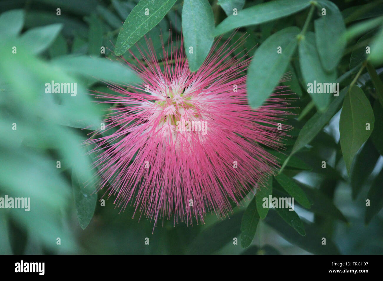 Powderpuff flower hi-res stock photography and images - Alamy